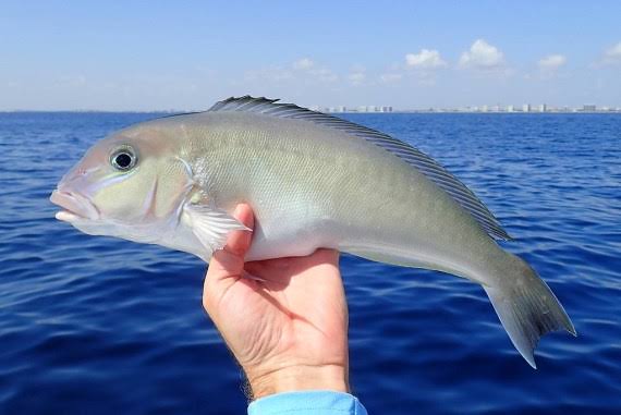 Berbahaya untuk Kesehatan, Ini Daftar Ikan yang Mengandung Kadar Merkuri